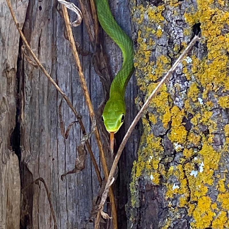 Snake Gallery | Animal Control Solutions