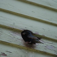 Bird Damage Photos | Animal Control Solutions