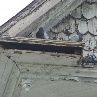 Bird Damage Photos | Animal Control Solutions