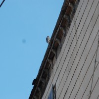 Bird Damage Photos | Animal Control Solutions