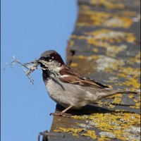 Bird Damage Photos | Animal Control Solutions