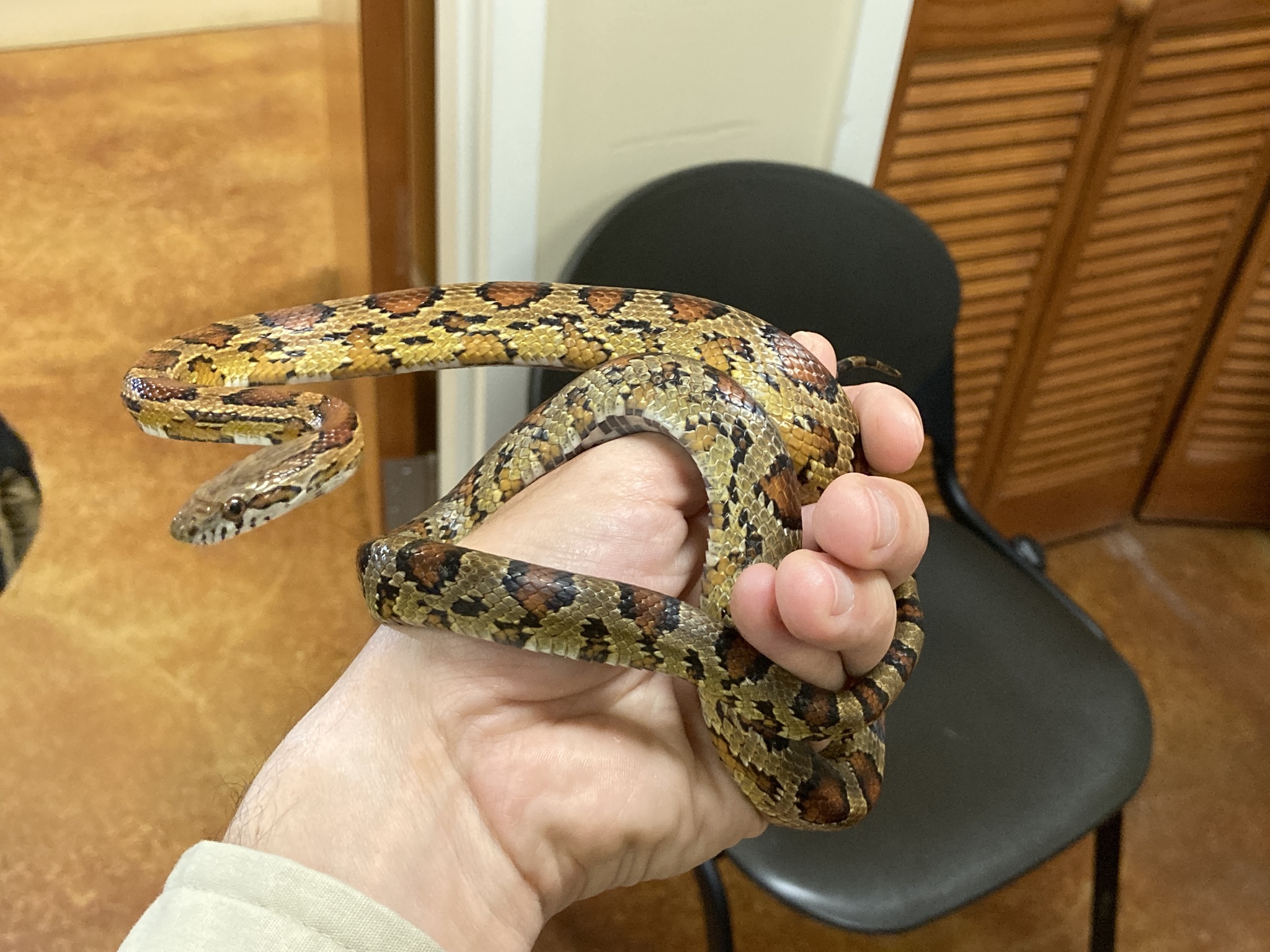 Snake Gallery | Animal Control Solutions