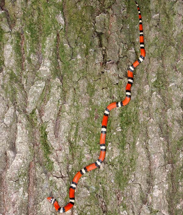 Snake Gallery | Animal Control Solutions