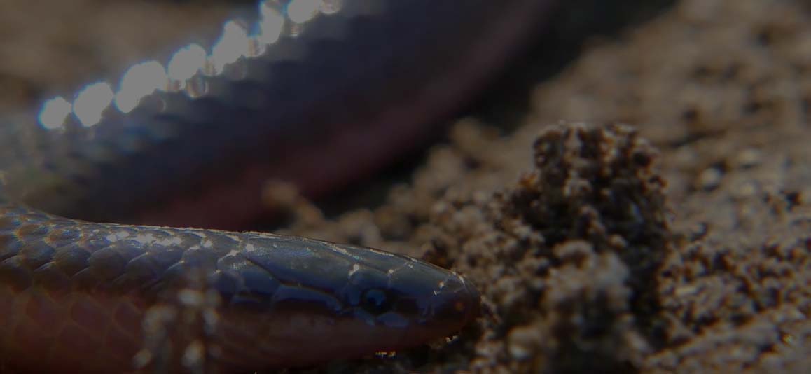 Snake Gallery | Animal Control Solutions