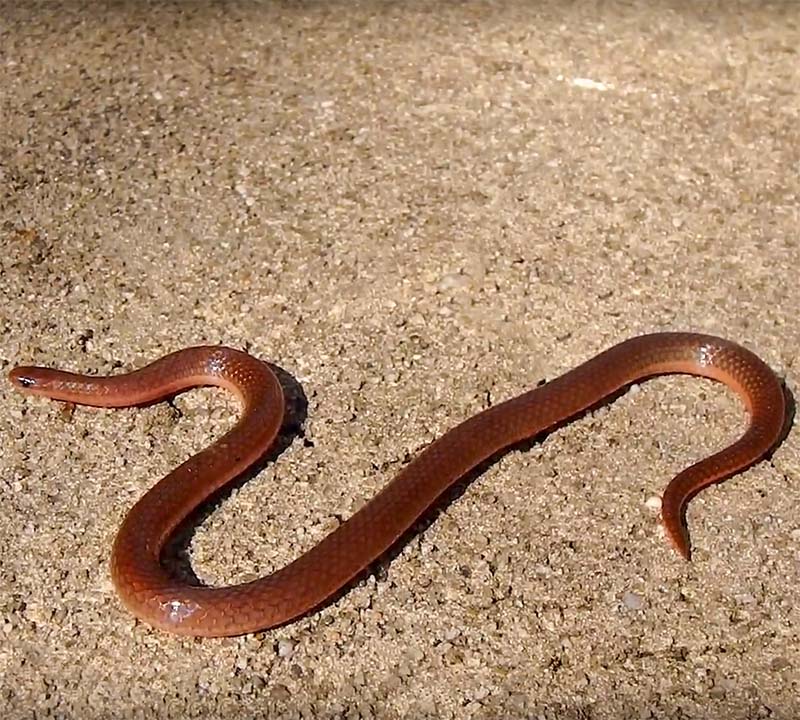 Snake Gallery | Animal Control Solutions