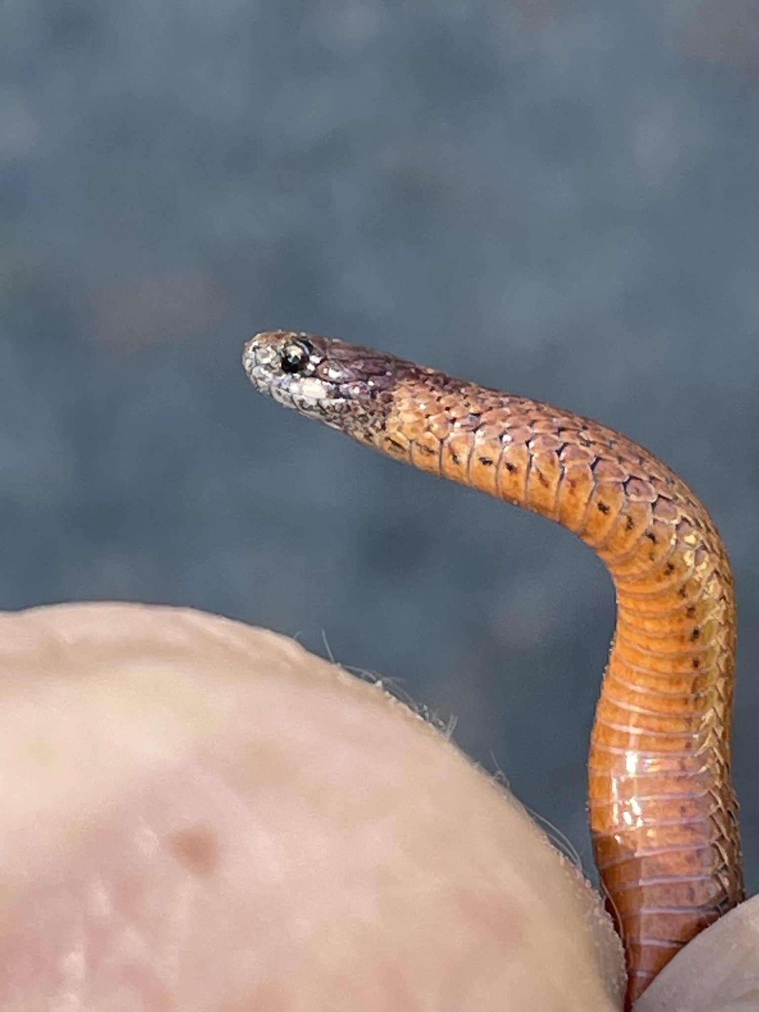 Snake Gallery | Animal Control Solutions