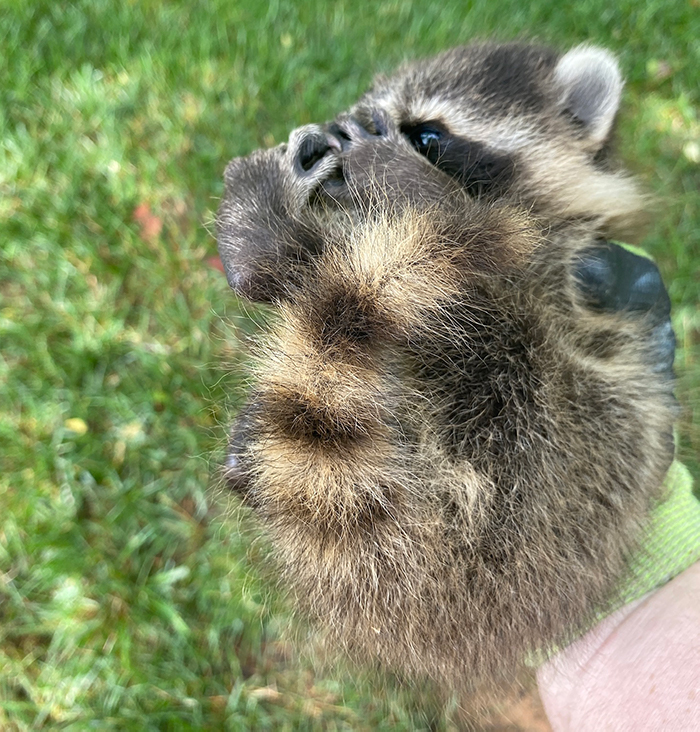 Raccoon Gallery | Animal Control Solutions