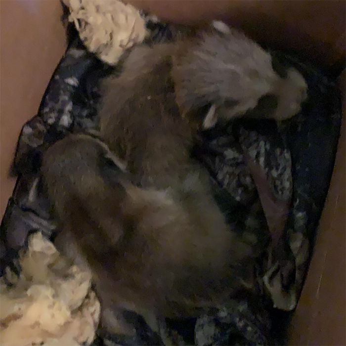 Raccoon Gallery | Animal Control Solutions