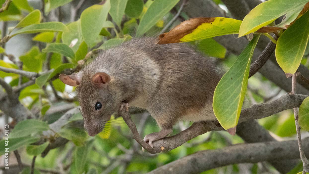 Rat and Mouse Gallery | Animal Control Solutions