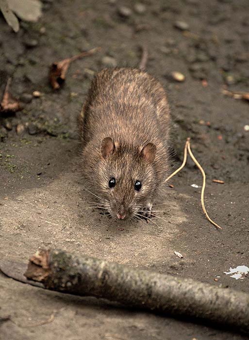 Rat and Mouse Gallery | Animal Control Solutions