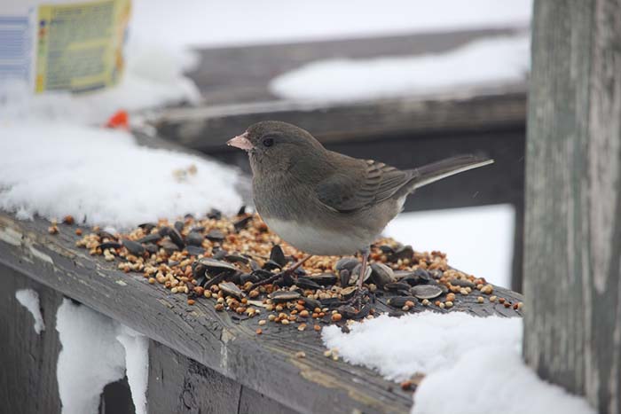 Bird Gallery | Animal Control Solutions