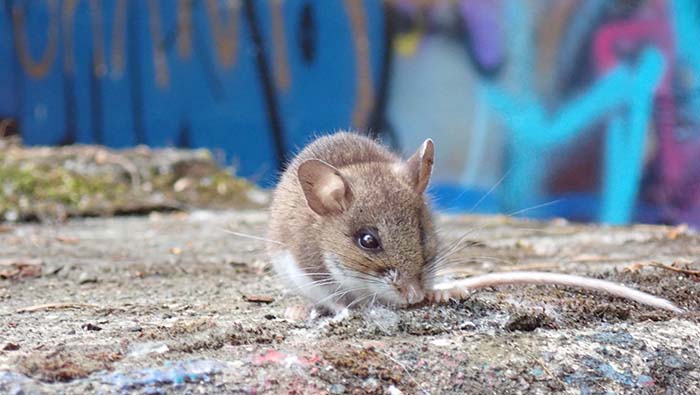 Rat and Mouse Gallery | Animal Control Solutions