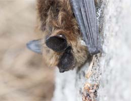 Bat Gallery | Animal Control Solutions
