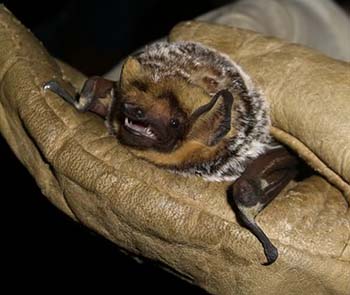 Bat Gallery | Animal Control Solutions