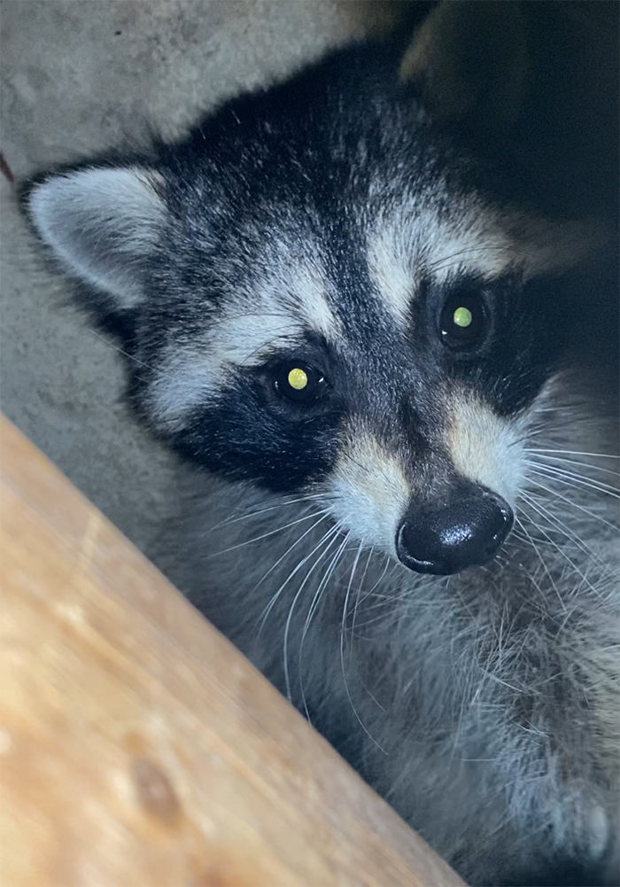 Raccoon Gallery | Animal Control Solutions