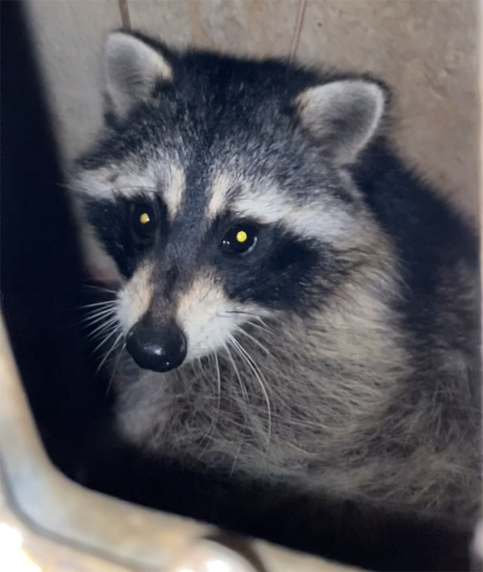 Raccoon Gallery | Animal Control Solutions