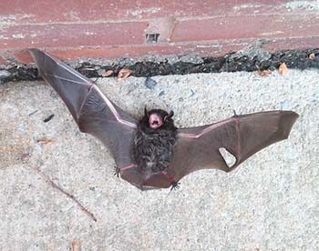 Bat Gallery | Animal Control Solutions