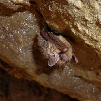 Bat Gallery | Animal Control Solutions