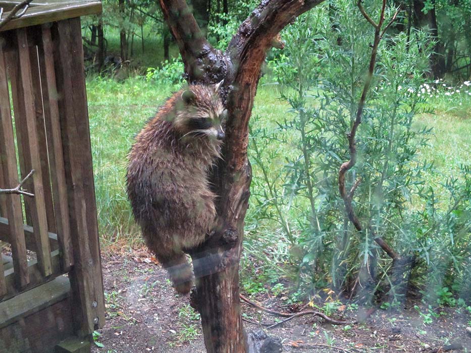 Raccoon Gallery | Animal Control Solutions